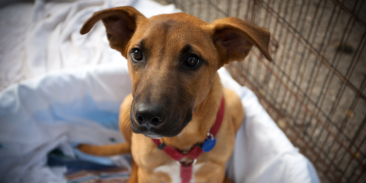 Oração por um animal doente