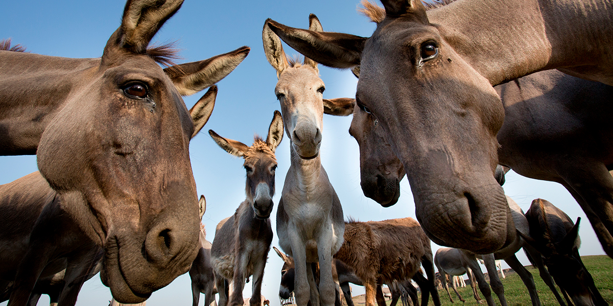 The "holiest" animal in art?